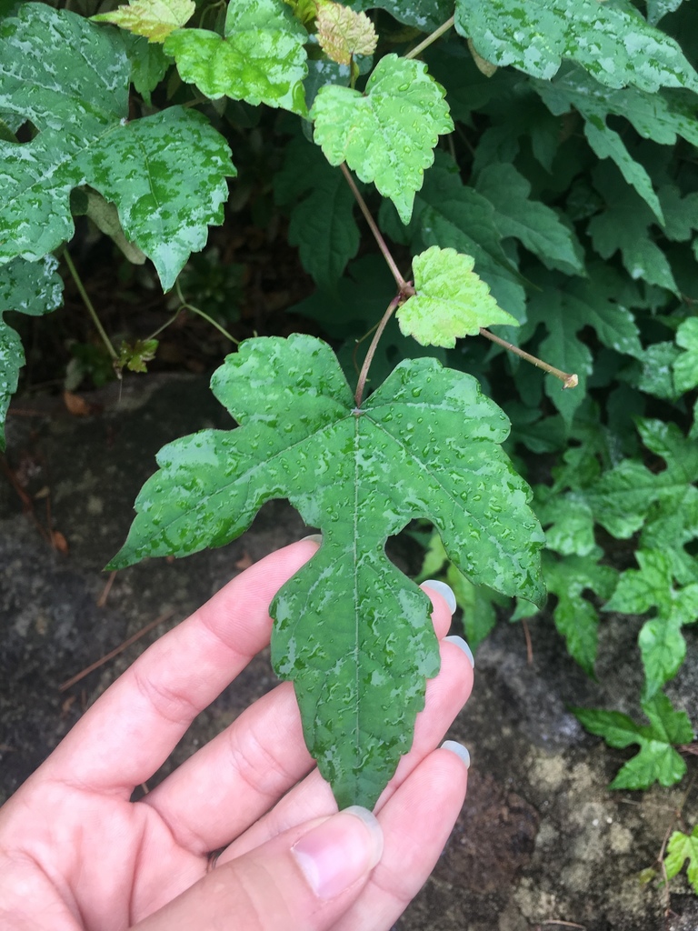 Ampelopsis from 310 South Rd, Chapel Hill, NC, US on October 10, 2018 ...