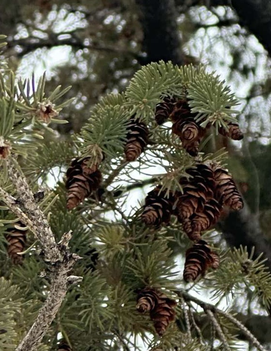 white spruce from Mankato, MN, USA on March 09, 2023 by Yanit Yohannes ...