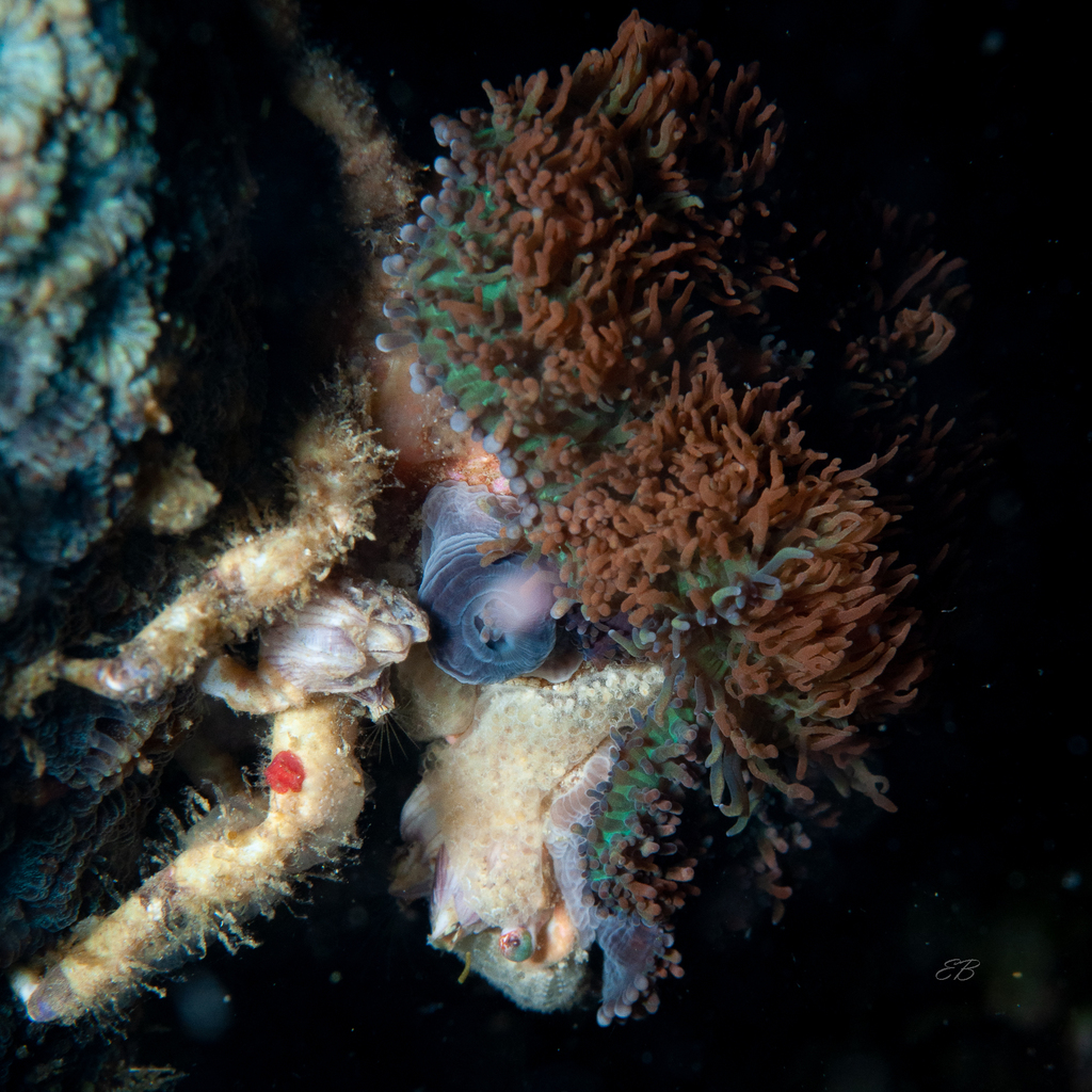 Corallimorph Decorator Crab from Dakit Dakit Coral reef, Philippines on ...