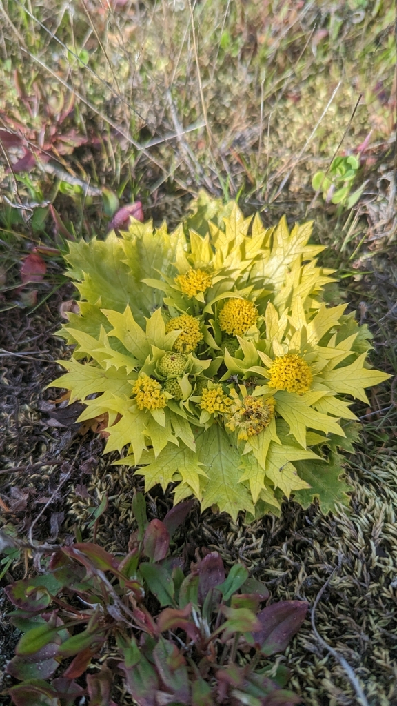 Footsteps of spring from Arcata, CA 95521, USA on March 30, 2023 at 04: ...