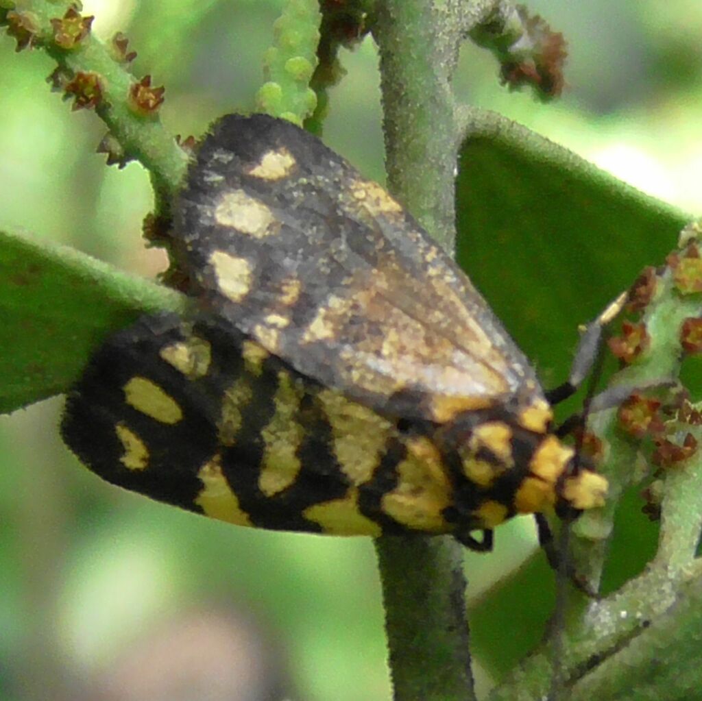 Lydia Lichen Moth from Watsonville QLD 4887, Australia on March 31 ...