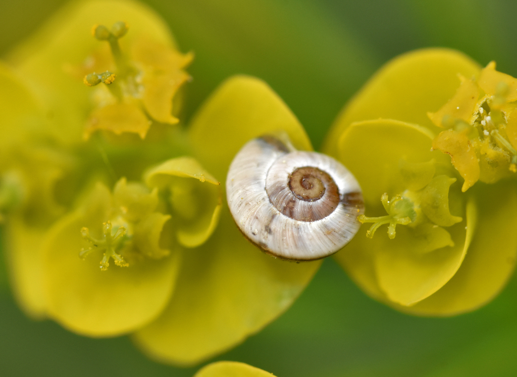 White Italian Snail from Montfrin, France on March 29, 2023 at 02:20 PM ...
