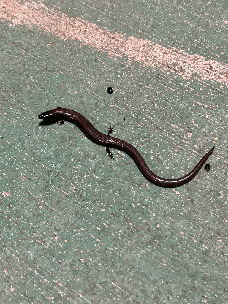 Slender Mulch-skink from Dunlop St, Collinsville, QLD, AU on March 25 ...