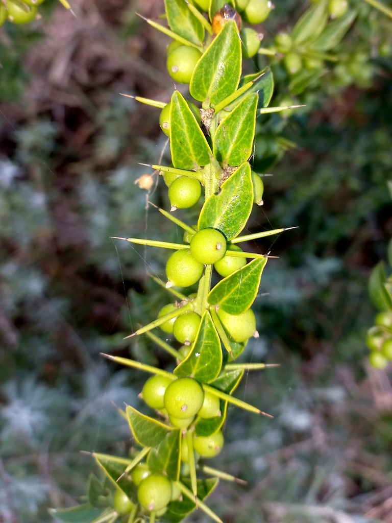 toothbrush tree family (Salvadoraceae) - Botanical Realm