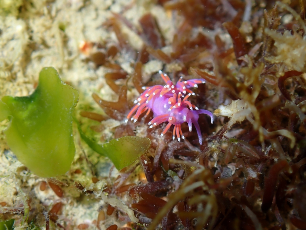 Pink Coryphella from Passetto on March 18, 2023 at 06:59 PM by Matteo ...
