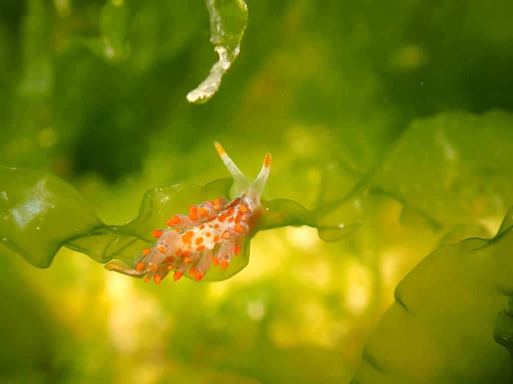 Amphorina from Passetto on March 22, 2023 at 11:11 PM by Matteo Ricotti ...