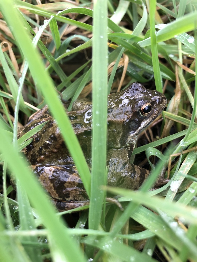 European Common Frog from Straid Road, Ballycastle, Northern Ireland ...