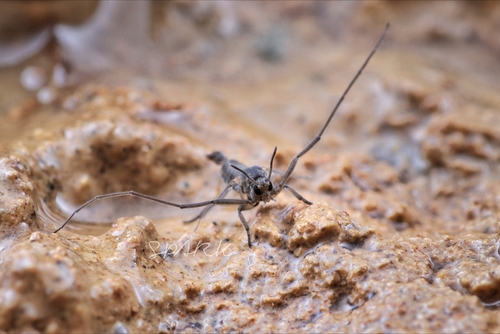 Dicrotendipes sinicus · iNaturalist