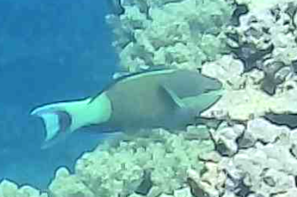 Sixband Parrotfish from Douglas, QLD, Australia on January 07, 2023 at ...