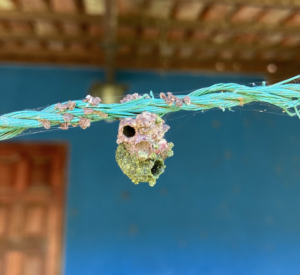 Zethus miniatus from Lagoa Formosa, MG, BR on March 31, 2023 at 10:06 ...