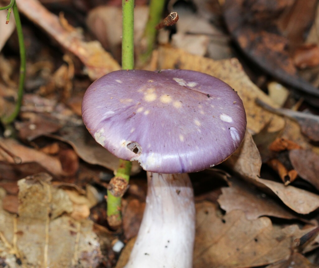 Viscid Violet Cort in October 2022 by Dave Webb. Cap diameter 42 mm ...