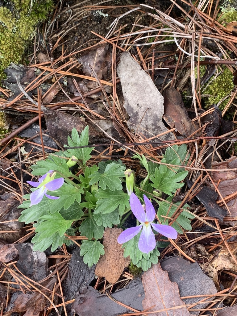 bird's foot violet in March 2023 by Michael Frees · iNaturalist