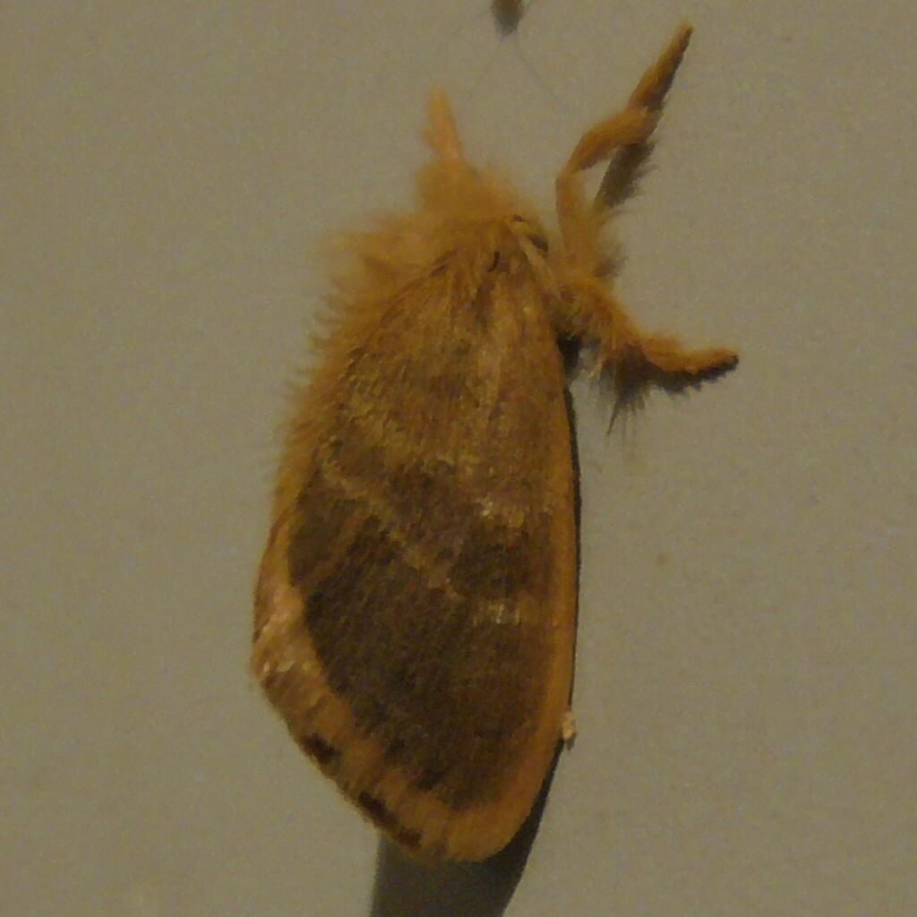 Euproctis lucifuga from Watsonville QLD 4887, Australia on April 1 ...