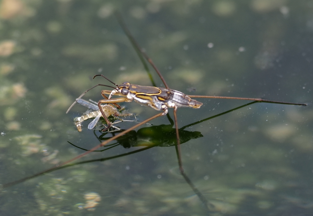 Limnogonus fossarum in March 2023 by S Dowell · iNaturalist
