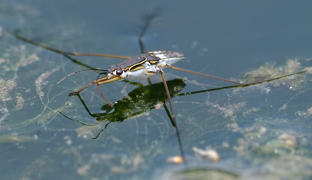 Limnogonus fossarum in March 2023 by S. Dowell · iNaturalist