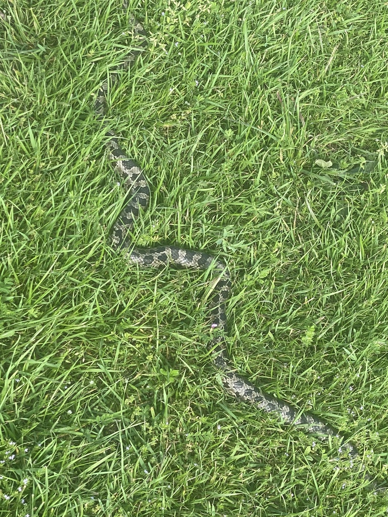 Prairie Kingsnake from University of North Texas - Discovery Park ...