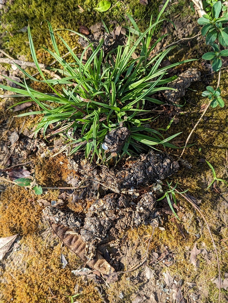 North American River Otter from Blount County, AL, USA on March 30 ...