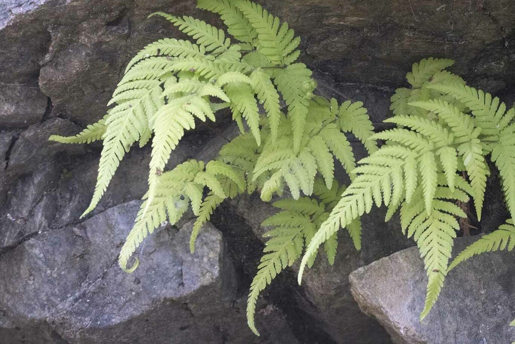 marsh fern family from San Pedro Pochutla, Oax., Mexico on March 30 ...