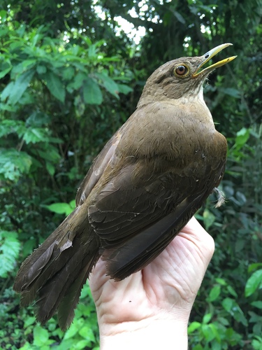 Várzea Thrush (Turdus sanchezorum) · iNaturalist