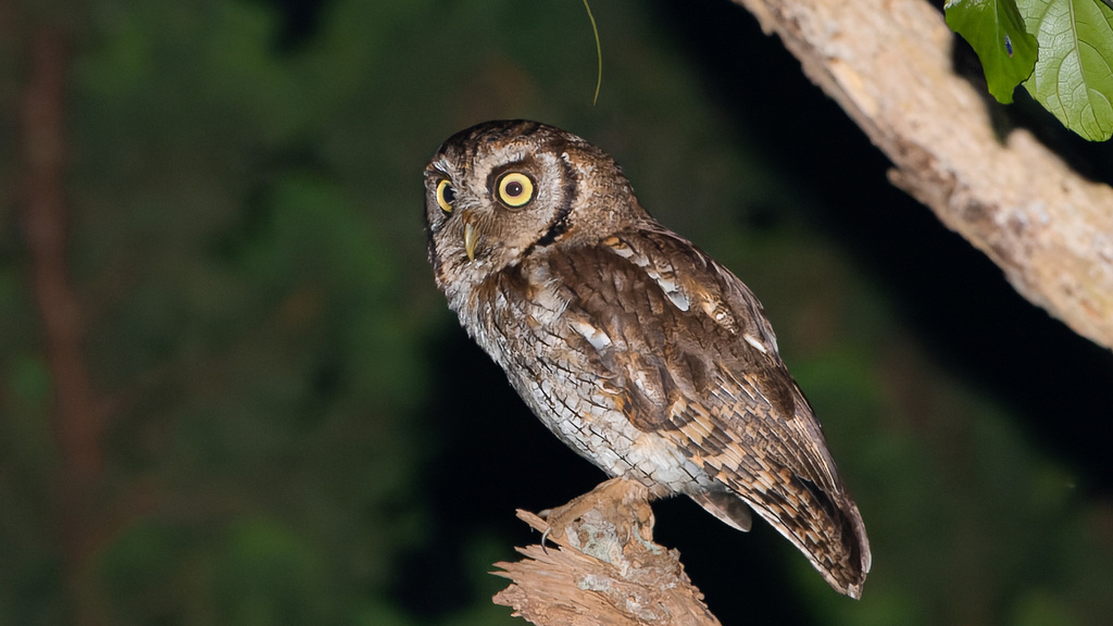 Tropical Screech-Owl from Tijuca, Teresópolis - RJ, Brasil on December ...