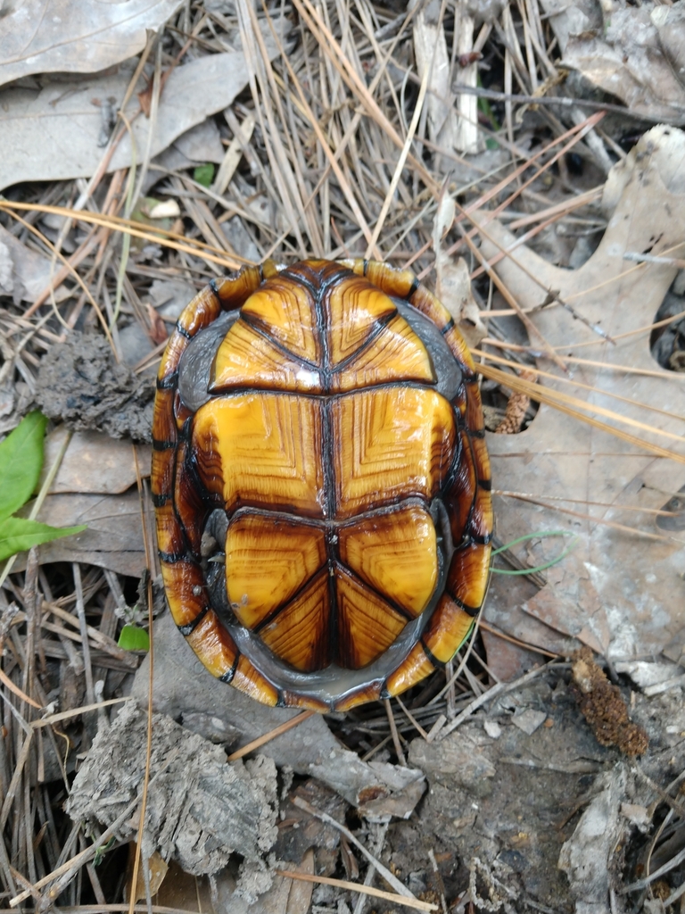 Eastern Mud Turtle from The Woodlands, TX 77386, USA on March 31, 2023 ...