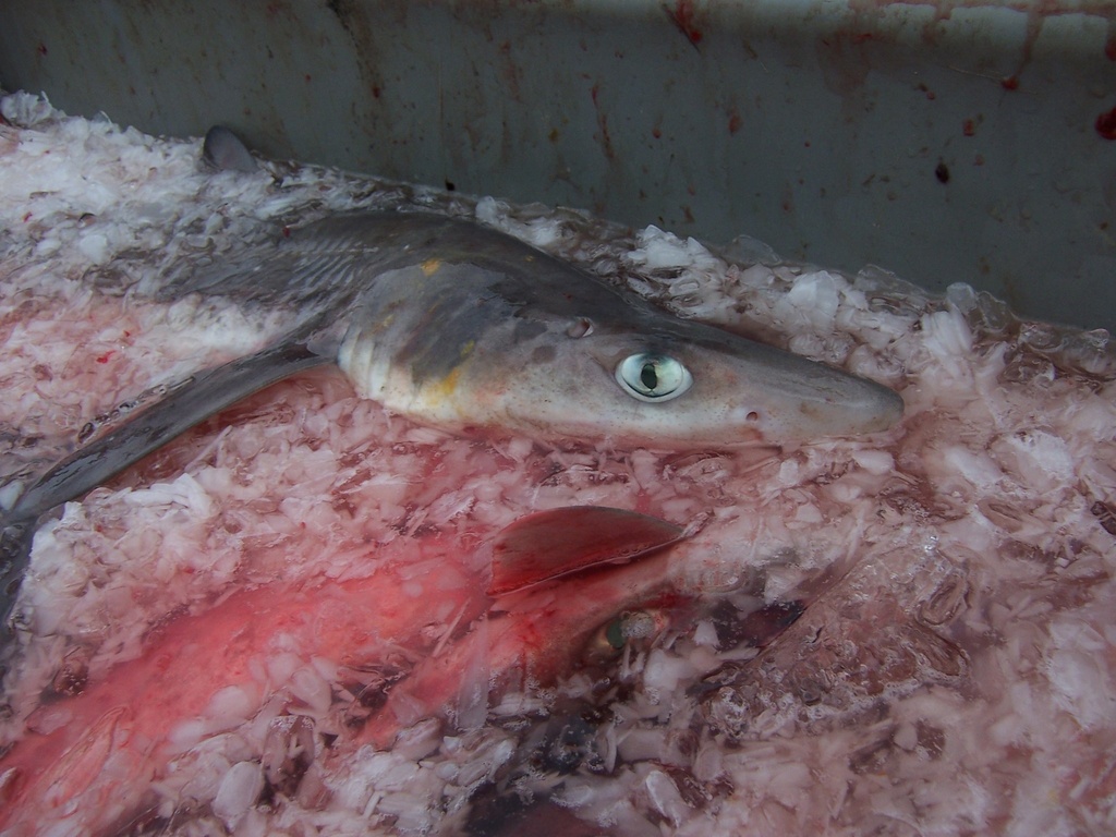 White-spotted Dogfish from Prince Edward Island, East Parish, PE, CA on ...