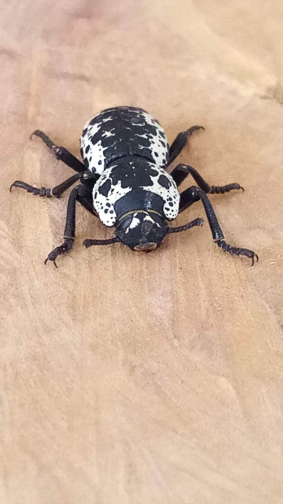 Zopherus nodulosus from Tetecolala by Fanny Avila · iNaturalist