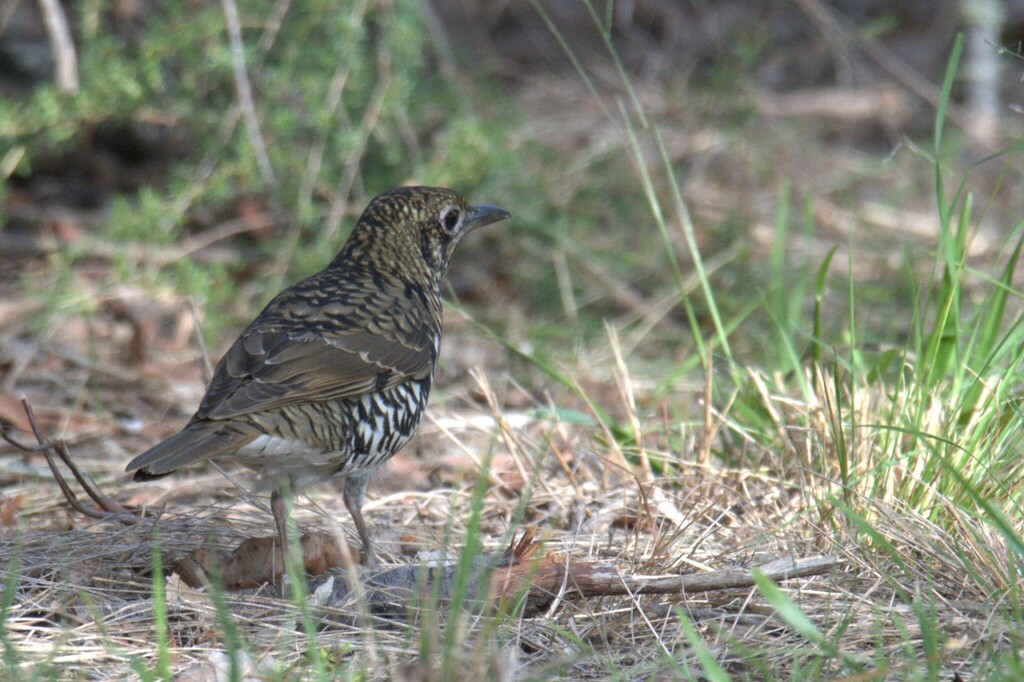 Bassian Thrush from Wedderburn NSW 2560, Australia on March 31, 2023 at ...