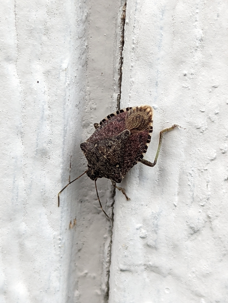 Brown Marmorated Stink Bug from Kelso, WA, USA on March 30, 2023 at 06: ...