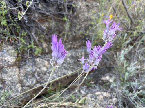 daisybird's Identifications · iNaturalist