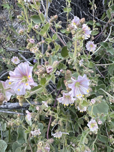 daisybird's Identifications · iNaturalist