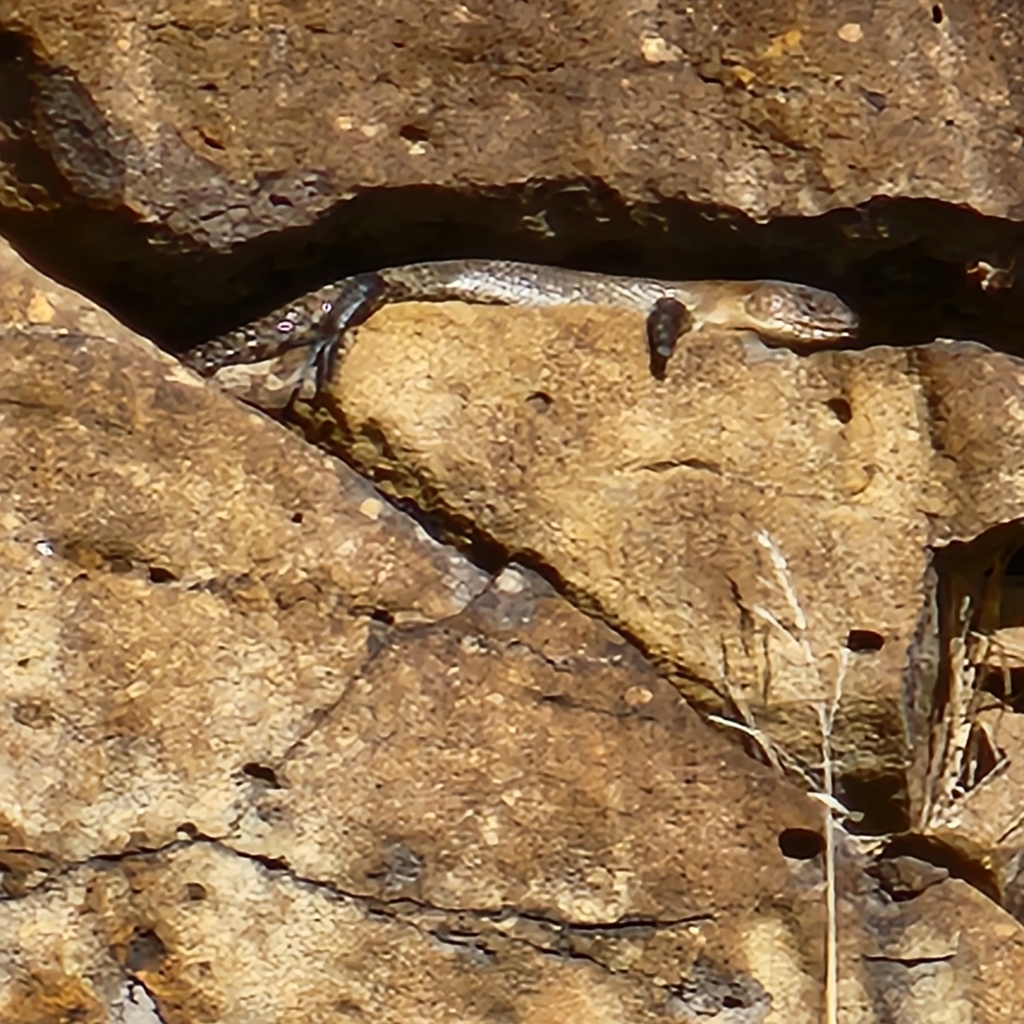 Cunningham's Skink in April 2023 by Wendy F · iNaturalist