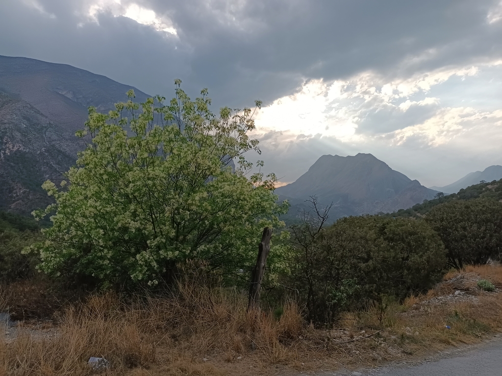 Fragrant Ash from Santiago, N.L., México on March 31, 2023 at 05:29 PM ...