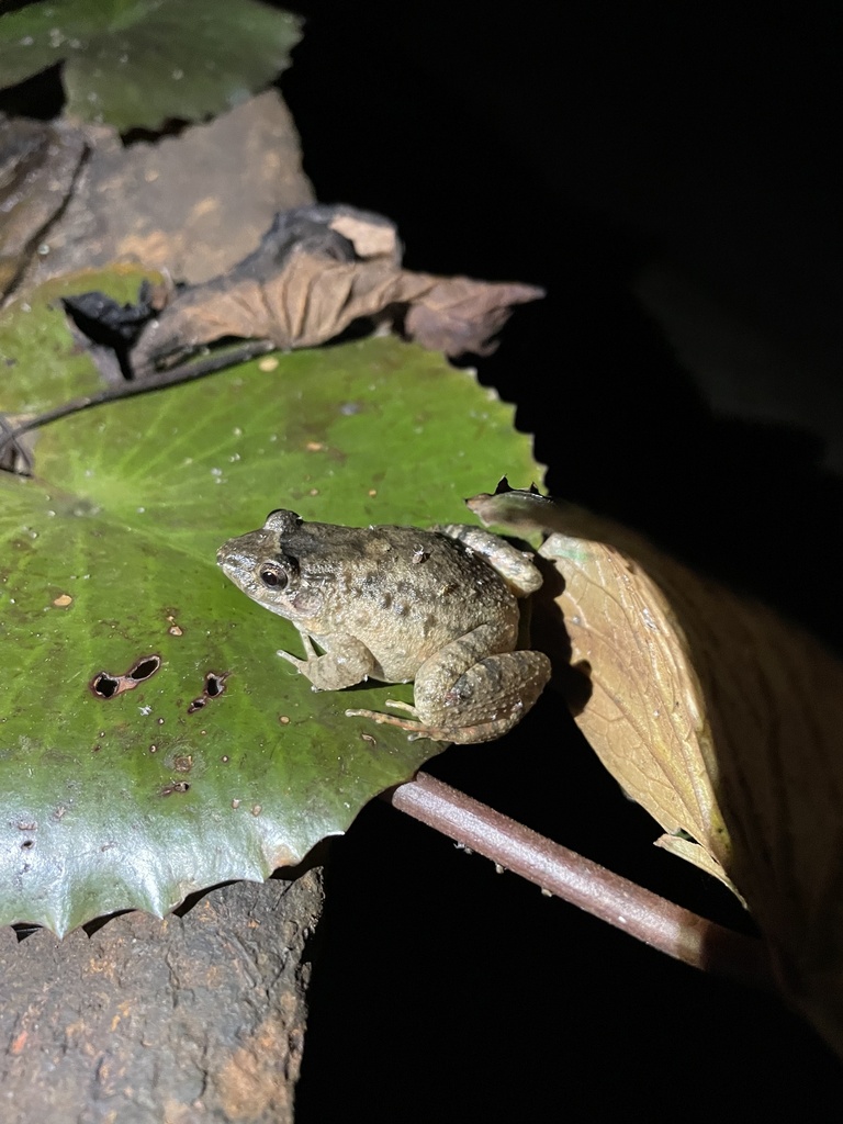 Smooth-skinned Ditch Frog from Trinidad, Trinidad and Tobago, TT on ...