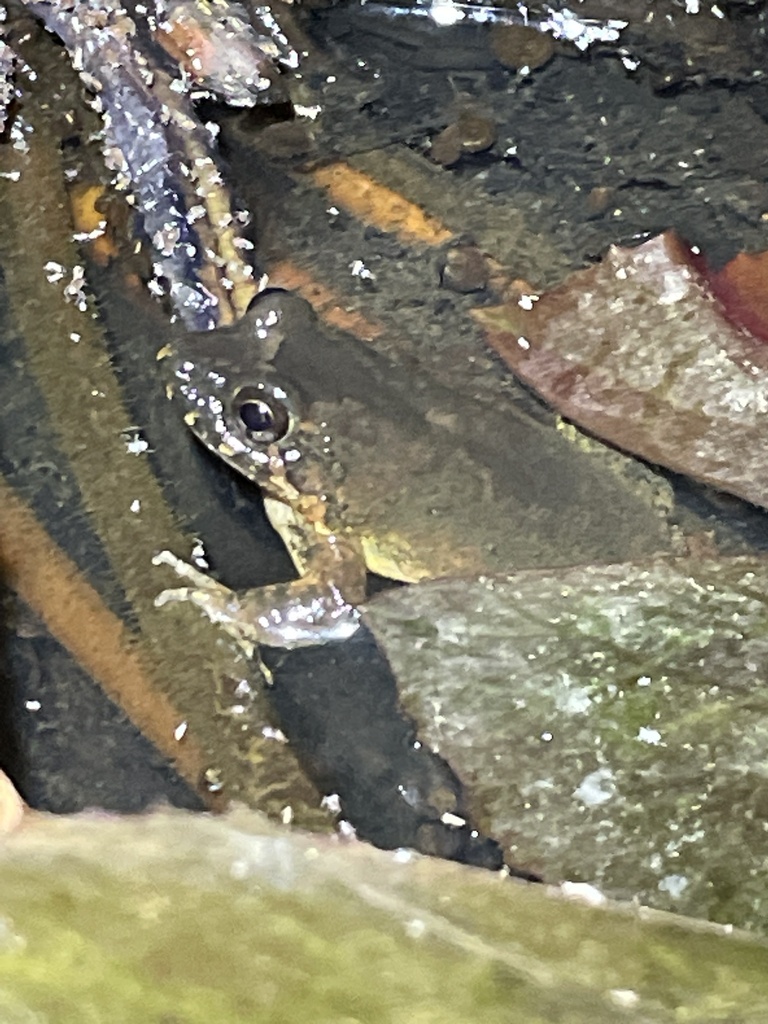 Smooth-skinned Ditch Frog from Trinidad, Trinidad and Tobago, TT on ...