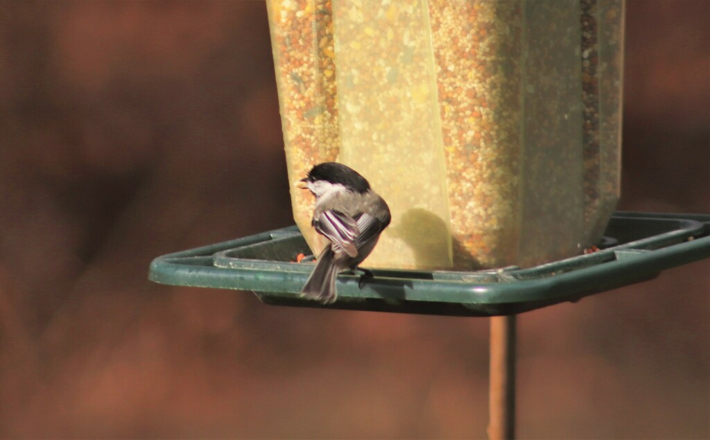 Black-capped Chickadee from Clarion County, PA, USA on March 25, 2023 ...