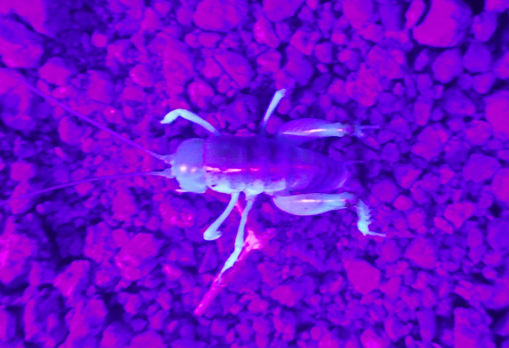 Ceuthophilus fossor from Riverside County, CA, USA on March 27, 2023 at ...