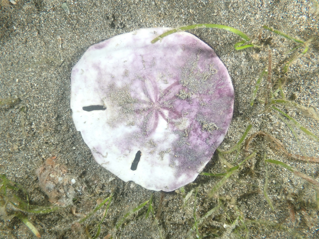 Pansy-shells from Mabini, Batangas, Philippines Large on March 18, 2023 ...