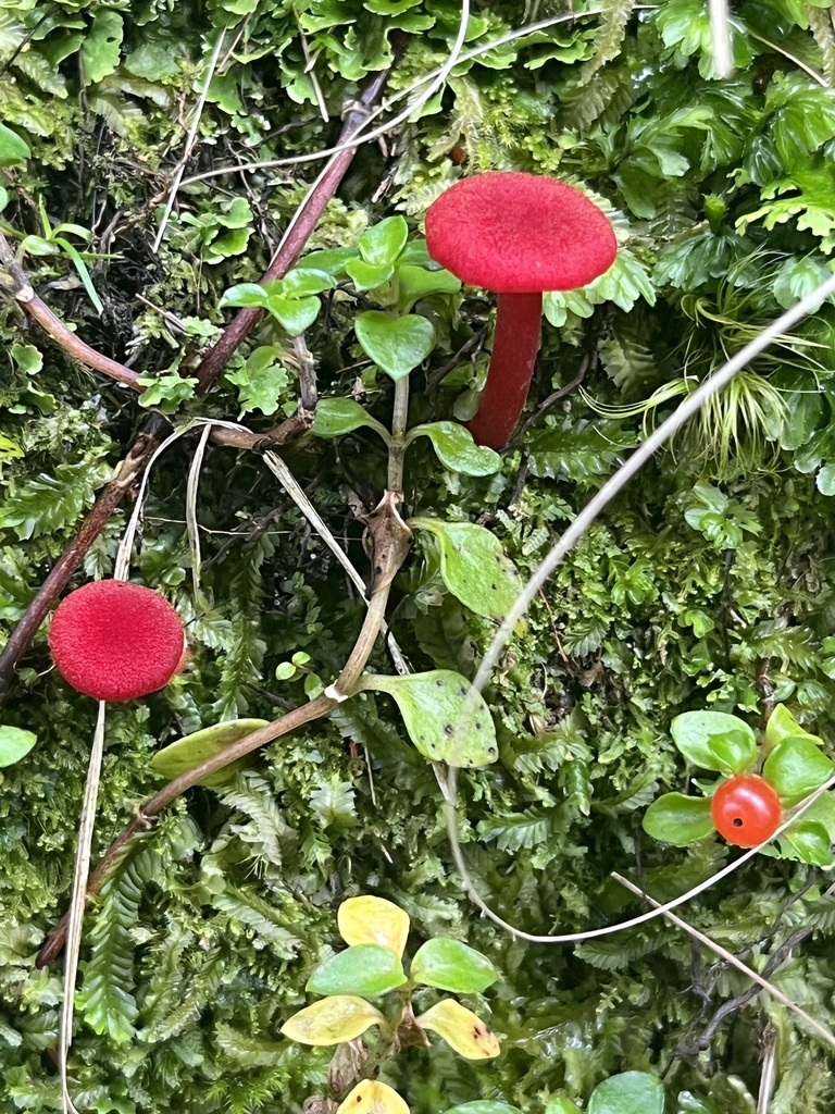 Vermilion Waxcap from Te Waipounamu/South Island, Haast, West Coast, NZ ...