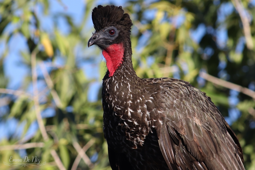 Crested Guan from La Huerta on January 3, 2021 by Emma De Niz · iNaturalist