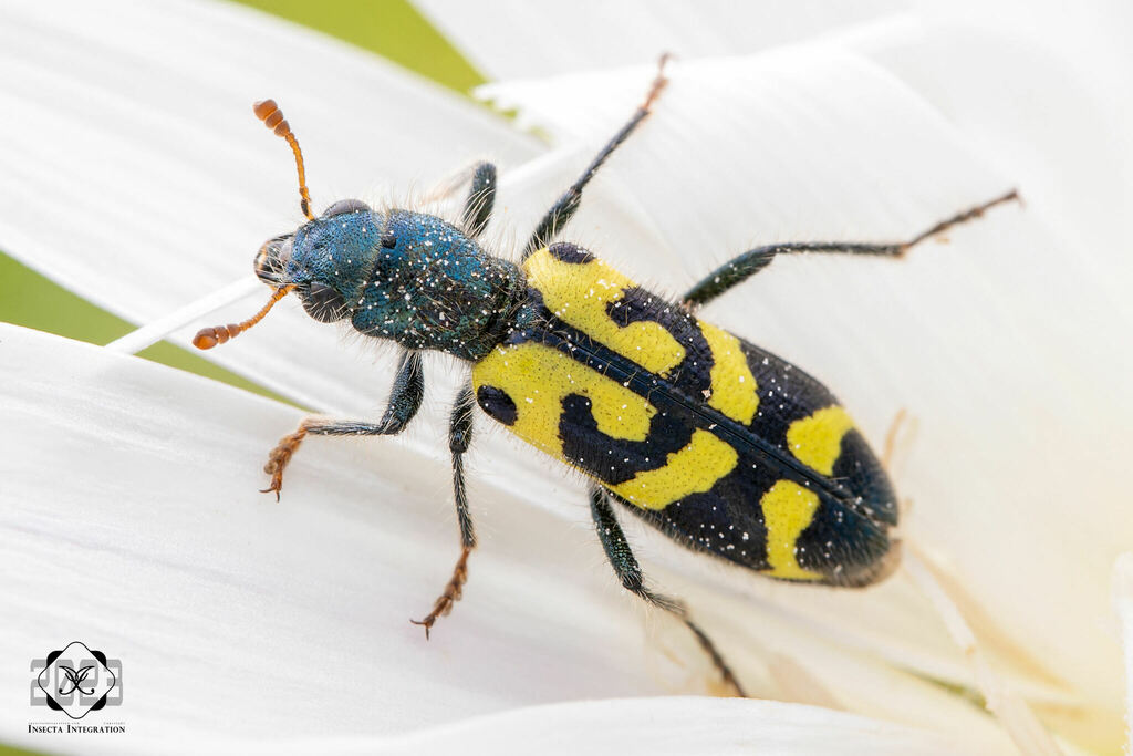 Checkered Beetle Checkered Beetles ( Family: Cleridae) Photo Gallery