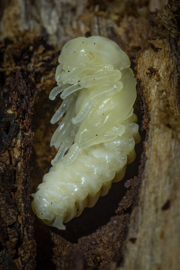 Lucaninae from Onna, JP-ON, JP on April 01, 2023 at 05:36 PM by Aleš ...