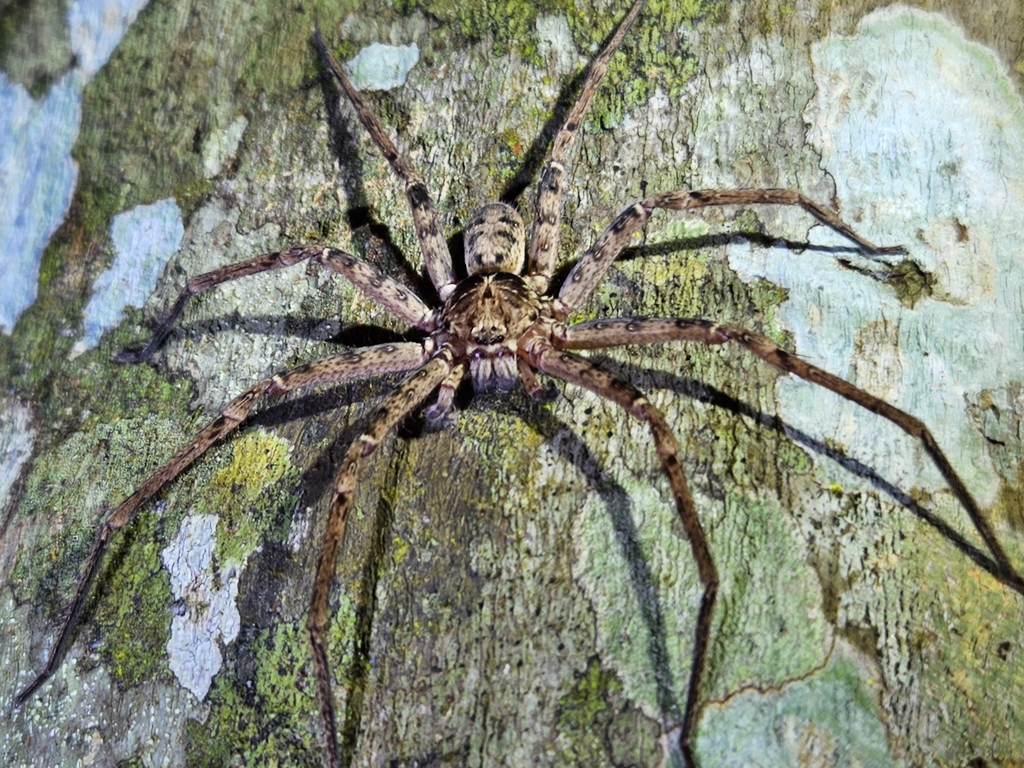 Giant Huntsman Spiders from Collins Ave at Cairns Botanic Gardens, Edge ...