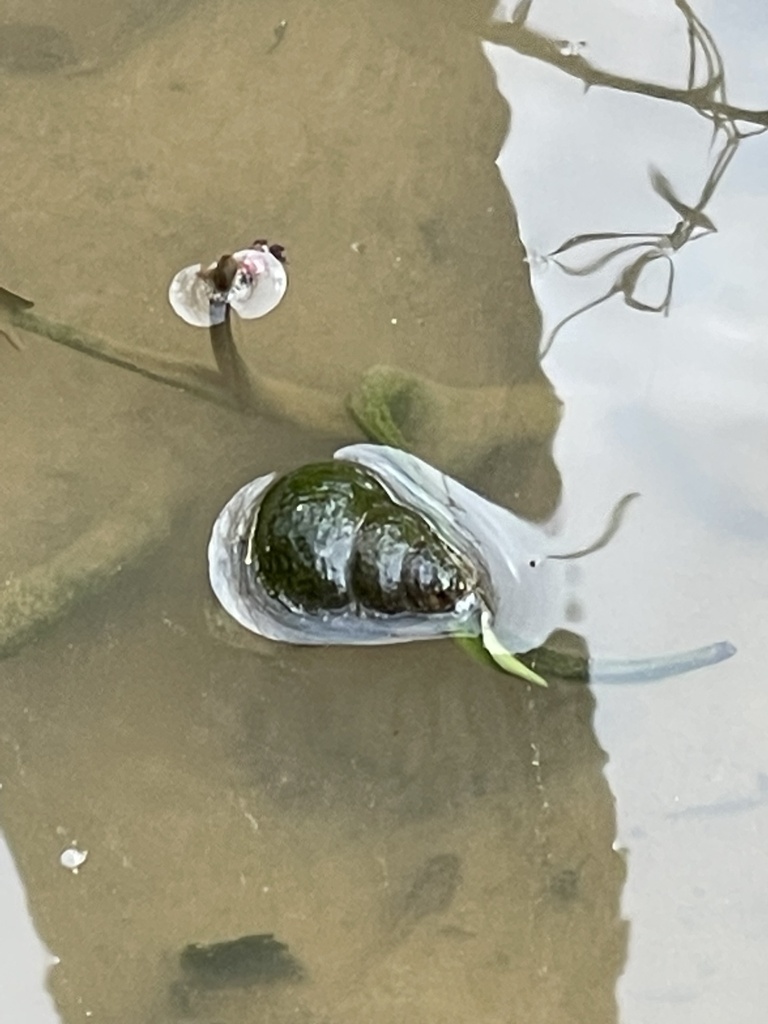 Chinese Mystery Snail from Huntley Meadows Park, Alexandria, VA, US on ...
