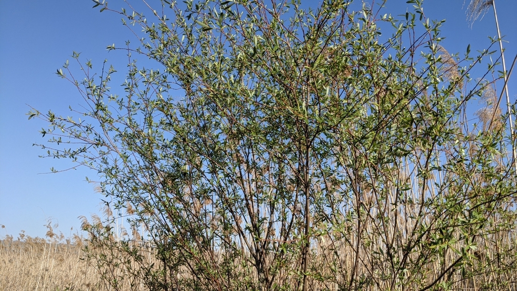 common Middle East willow from Emek Hulah, Israel on March 12, 2023 at ...