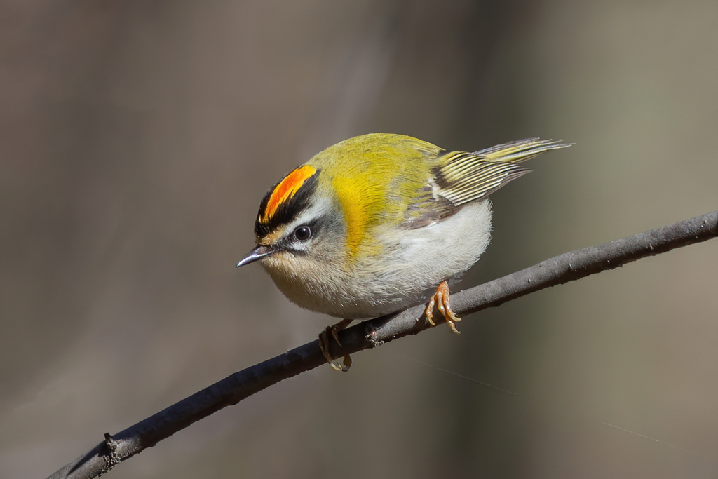 Common Firecrest from Rusanivka, Kyiv, Ukraine, 02000 on March 30, 2023 ...