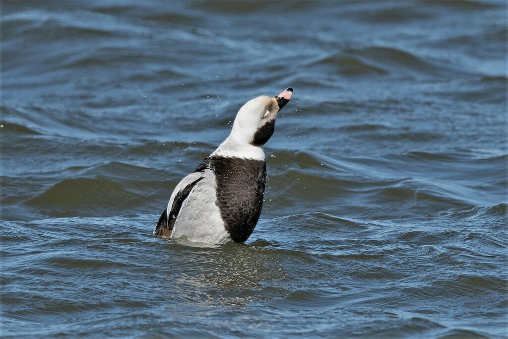 Long-tailed Duck from Lancaster County, NE, USA - Pawnee Lake SRA on ...