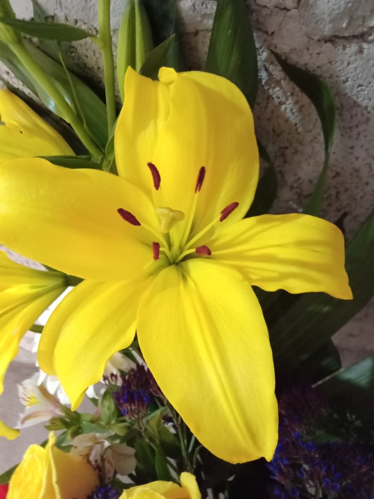 true lilies from La Purísima, Pue., México on April 1, 2023 at 03:23 PM ...