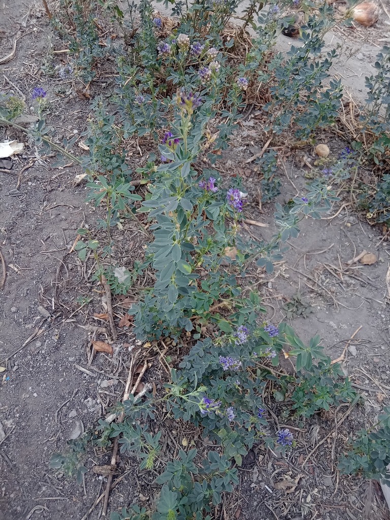 Alfalfa Complex from La Purísima, Pue., México on April 1, 2023 at 04: ...