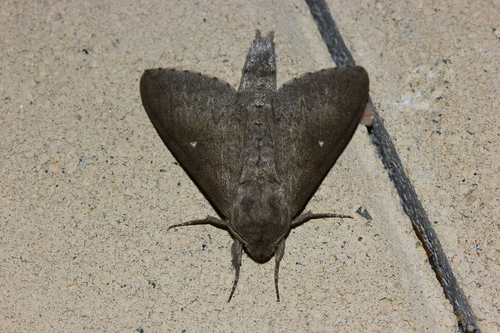 Genus Sphingulus · iNaturalist